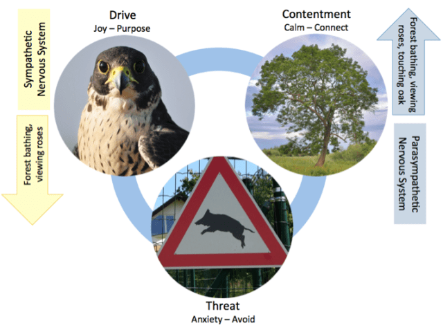 Why does a connection with (the rest of) nature improve well-being ...