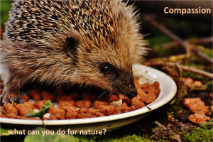 Applying the Pathways to Nature Connectedness | Finding Nature