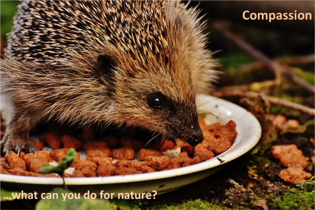 Applying the Pathways to Nature Connectedness | Finding Nature