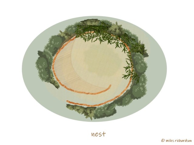 Nature Connection Design Ideas | Finding Nature